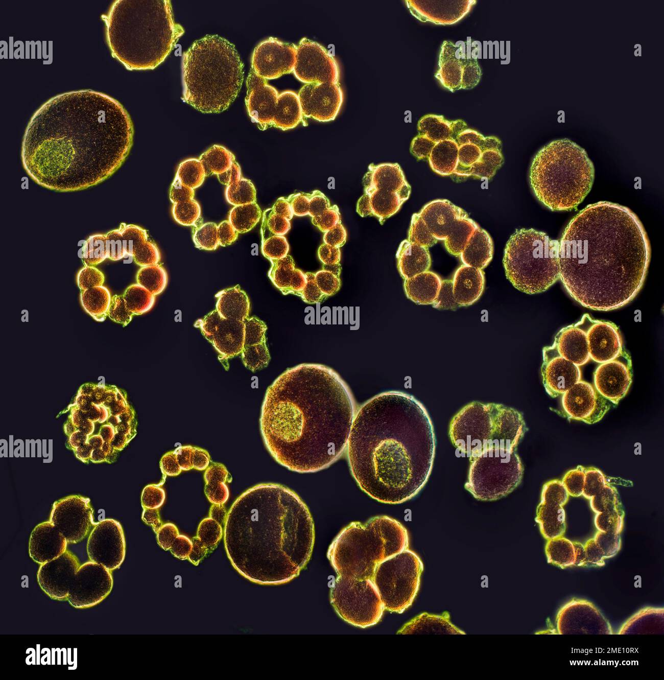 Starfish emryo development stages Stock Photo - Alamy