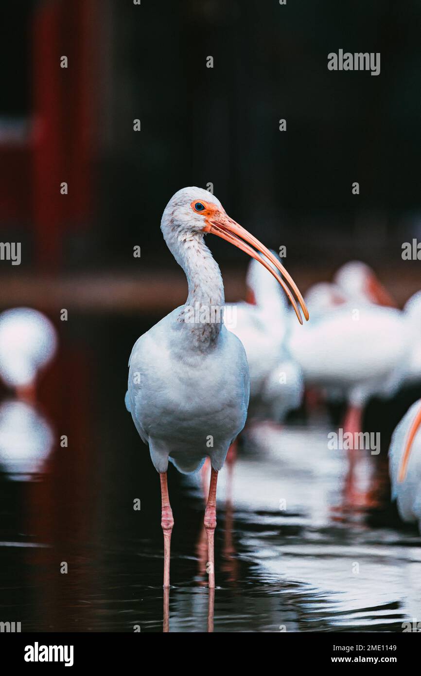 A vertical selective focus shot of white Ibis in the shallow lake Stock ...