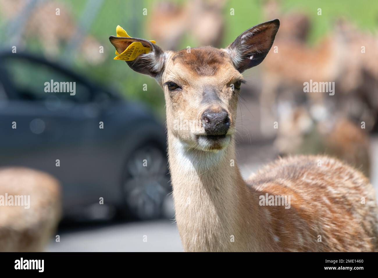 Portrait of a Persian fallow deer (dama mesopotamica) in a safari park ...