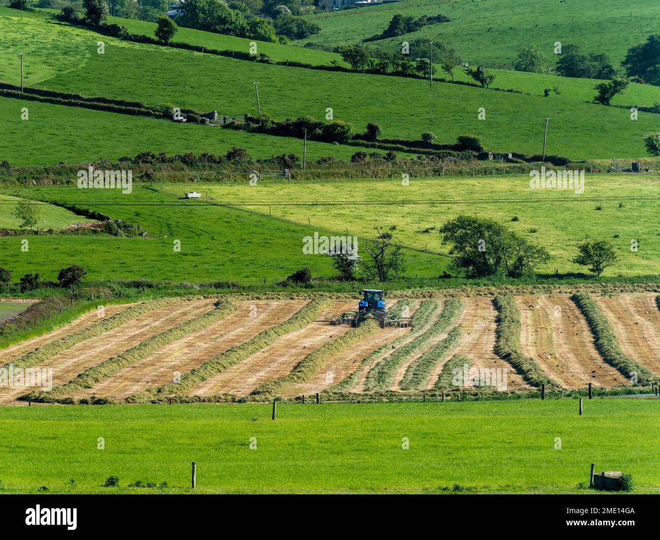 A tractor turns the grass in the hayfield on a spring day. Agricultural ...