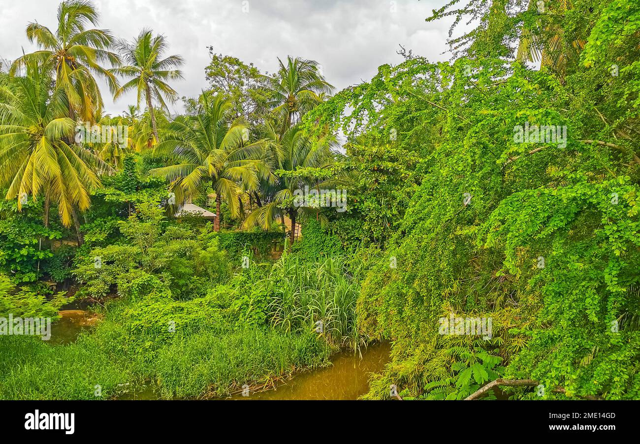 Green beautiful tropical river Freshwater Lagoon in Zicatela Puerto ...
