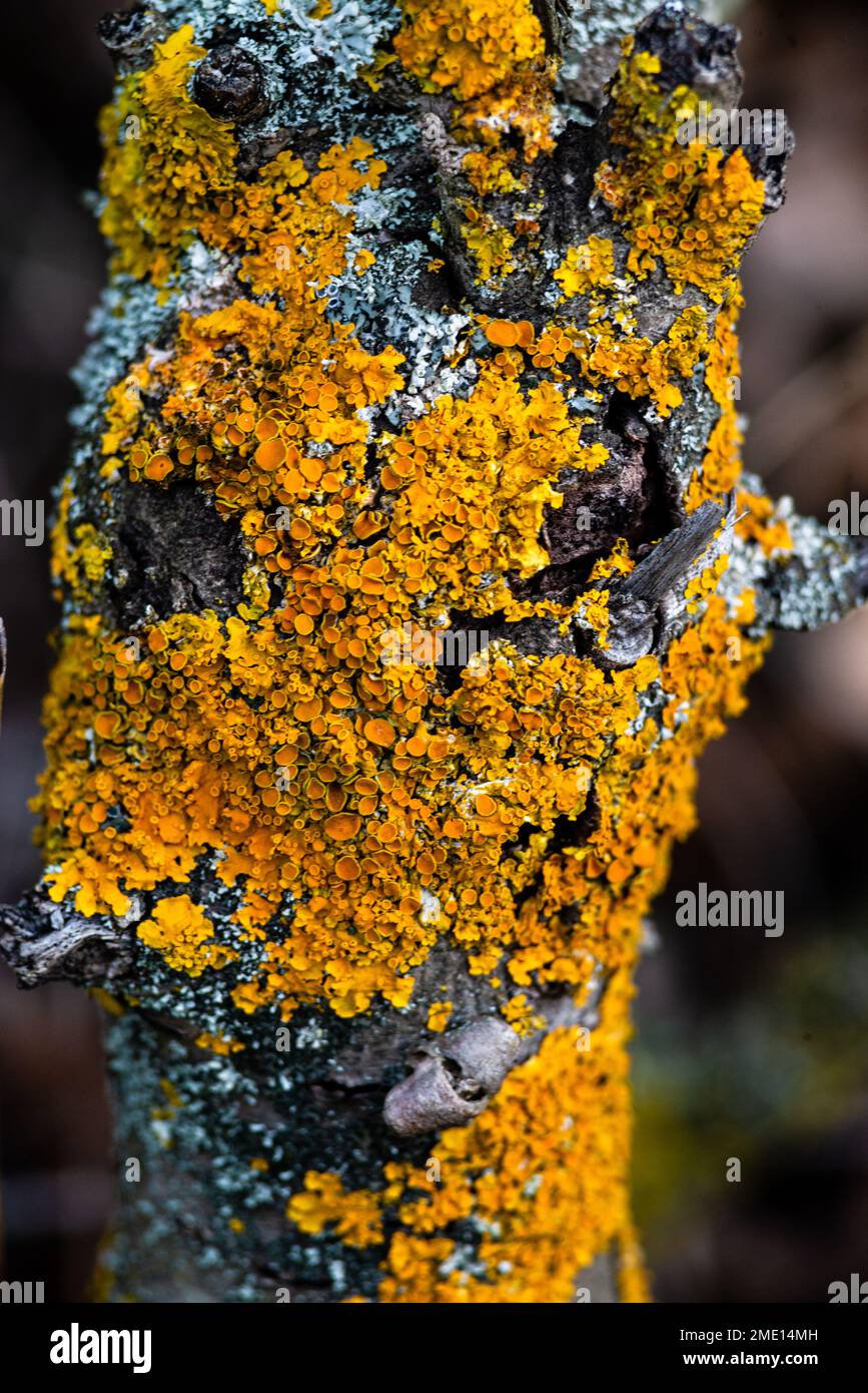 macro yellow moss on cortex tree Xanthoria parietina, foliose, fungus, leafy, lichen common ...