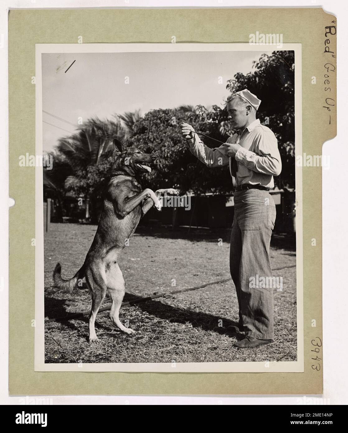 A dog named Rex responds to a trainer's command, performing a trick for ...