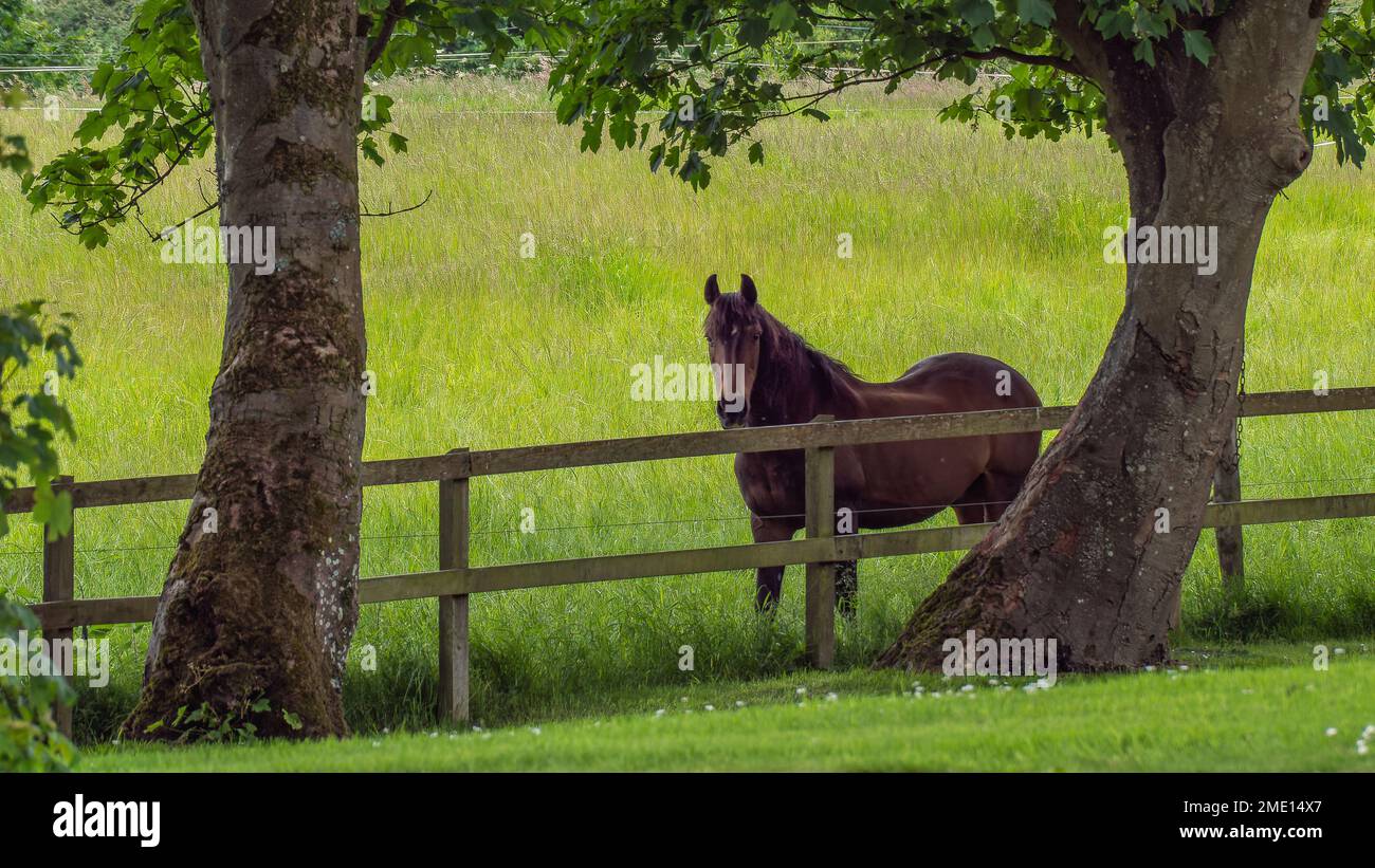 One horse in a green field near a hedge and two trees. Brown horse near ...