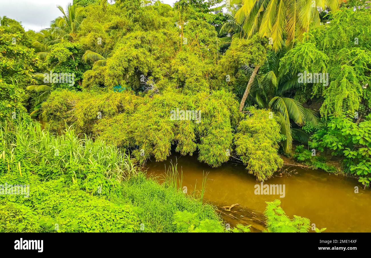 Green beautiful tropical river Freshwater Lagoon in Zicatela Puerto ...