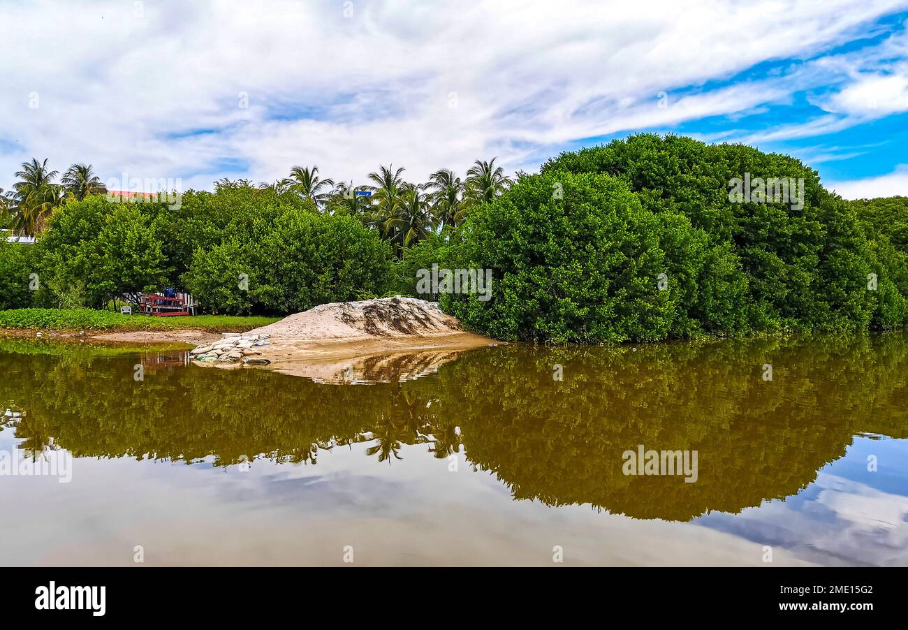 Green beautiful tropical river Freshwater Lagoon in Zicatela Puerto ...
