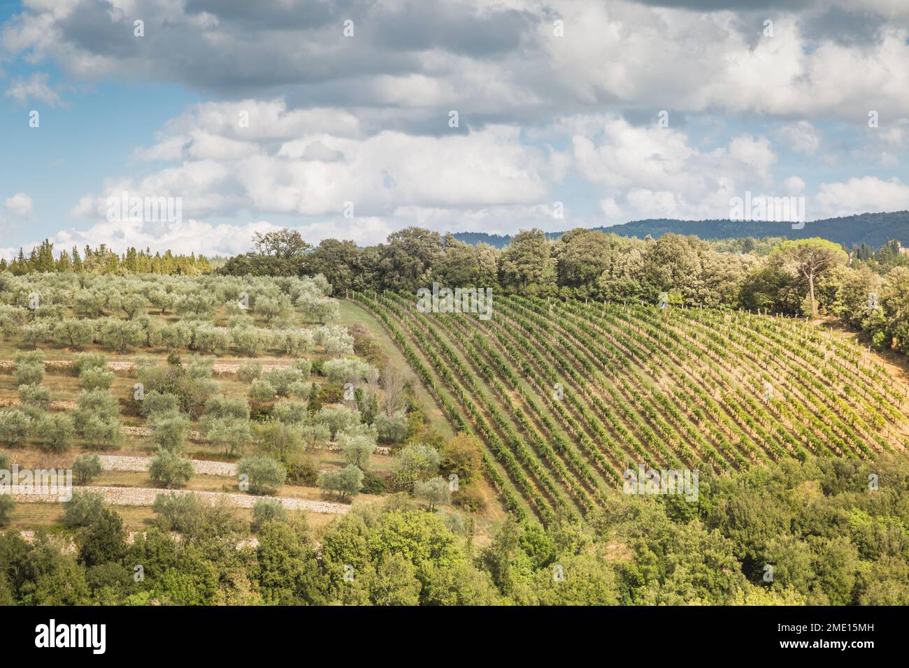 Vineyards in the Chianti landscape, Tuscany, Italy Stock Photo - Alamy