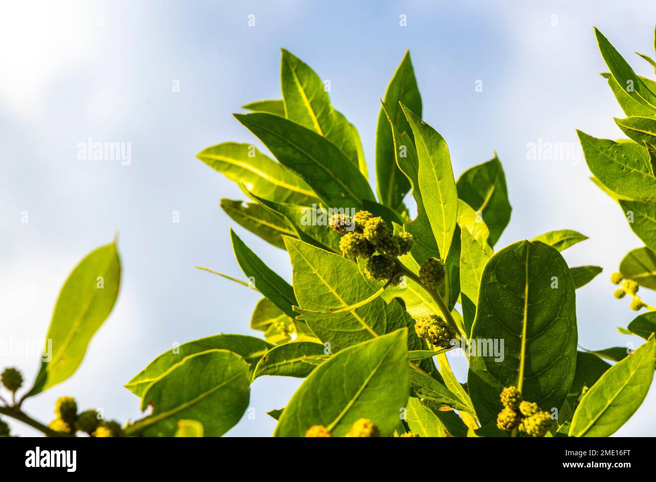 Beautiful tropical caribbean beach plant plants tree flower in green ...