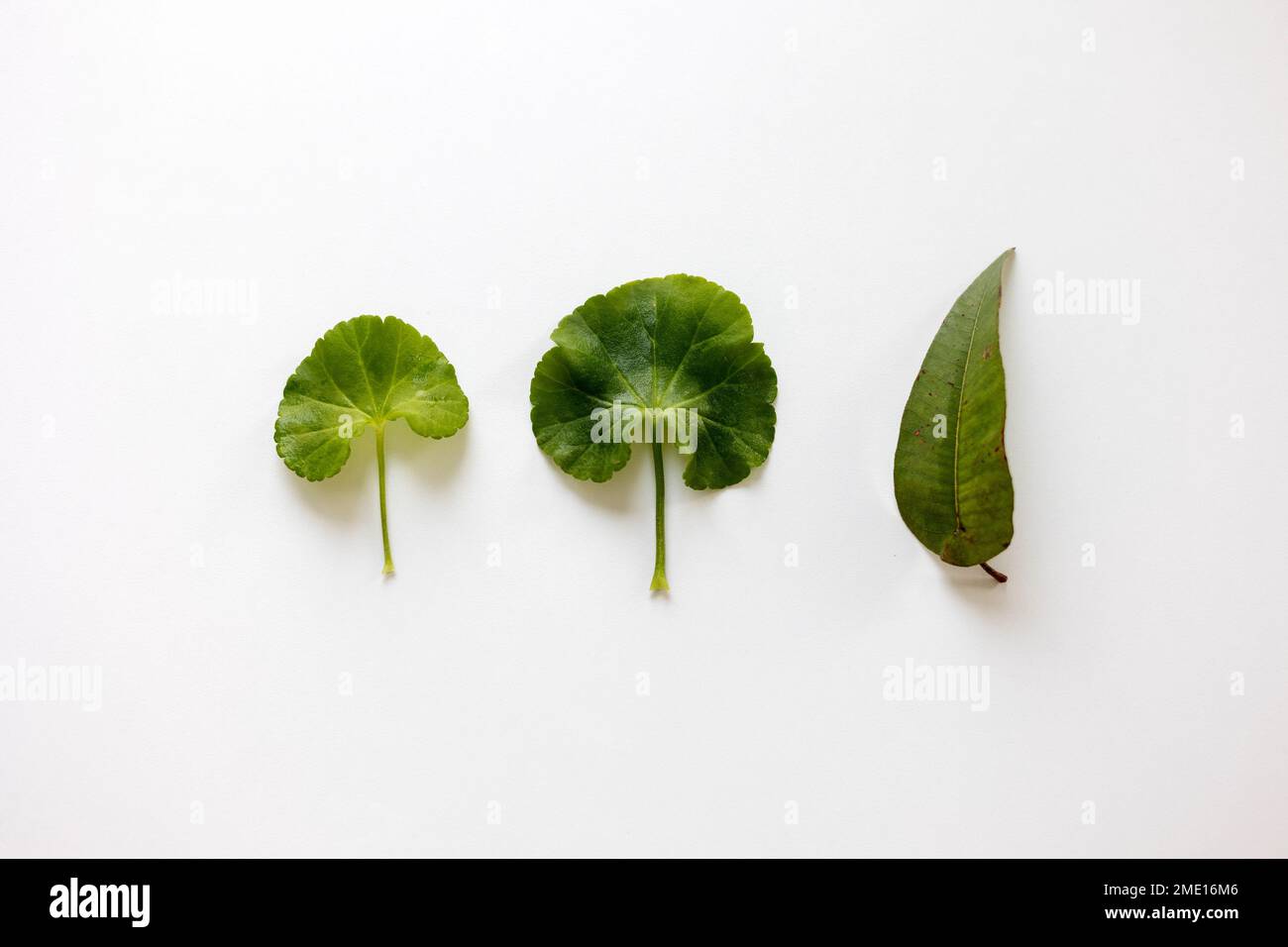 Fresh green leaves, green leaves appear, geranium leaves, eucalyptus ...