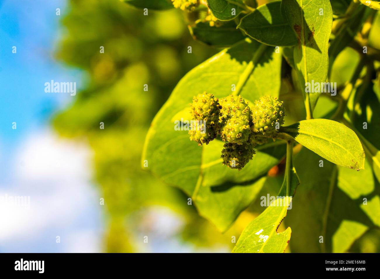 Beautiful tropical caribbean beach plant plants tree flower in green ...