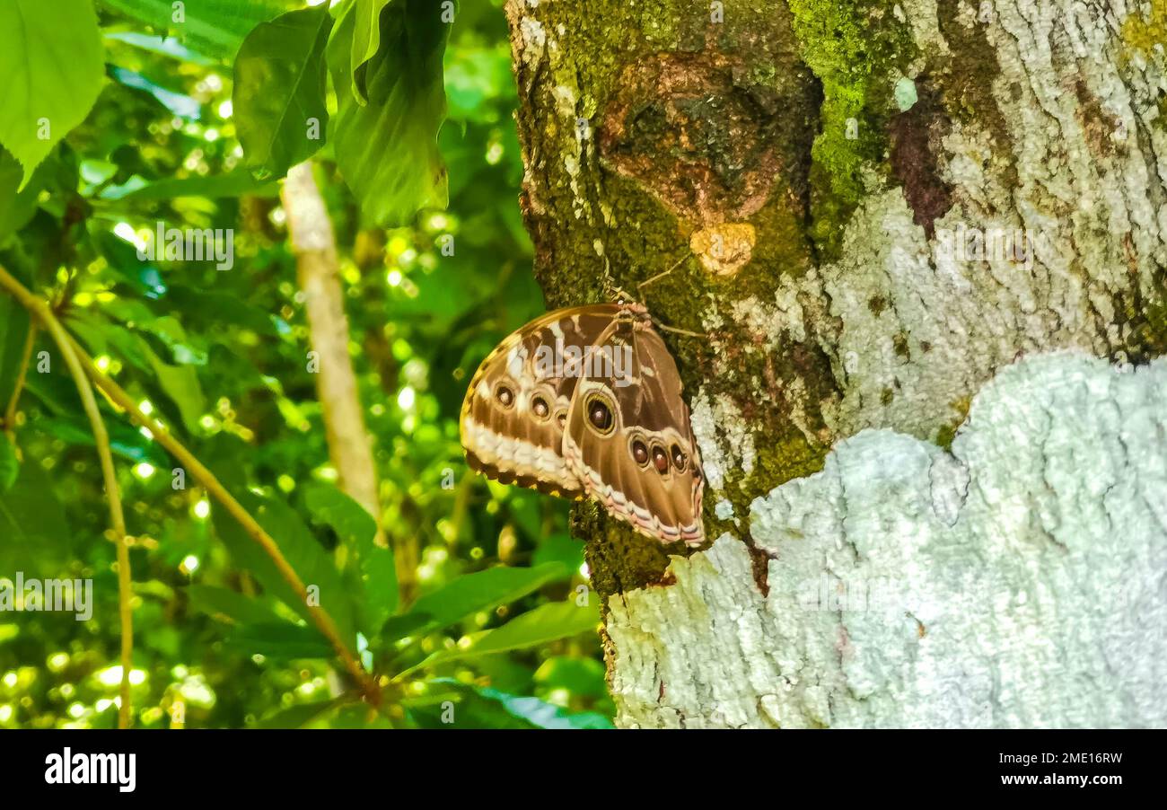 Big blue morpho butterfly sitting of tree in Playa del Carmen Quintana ...