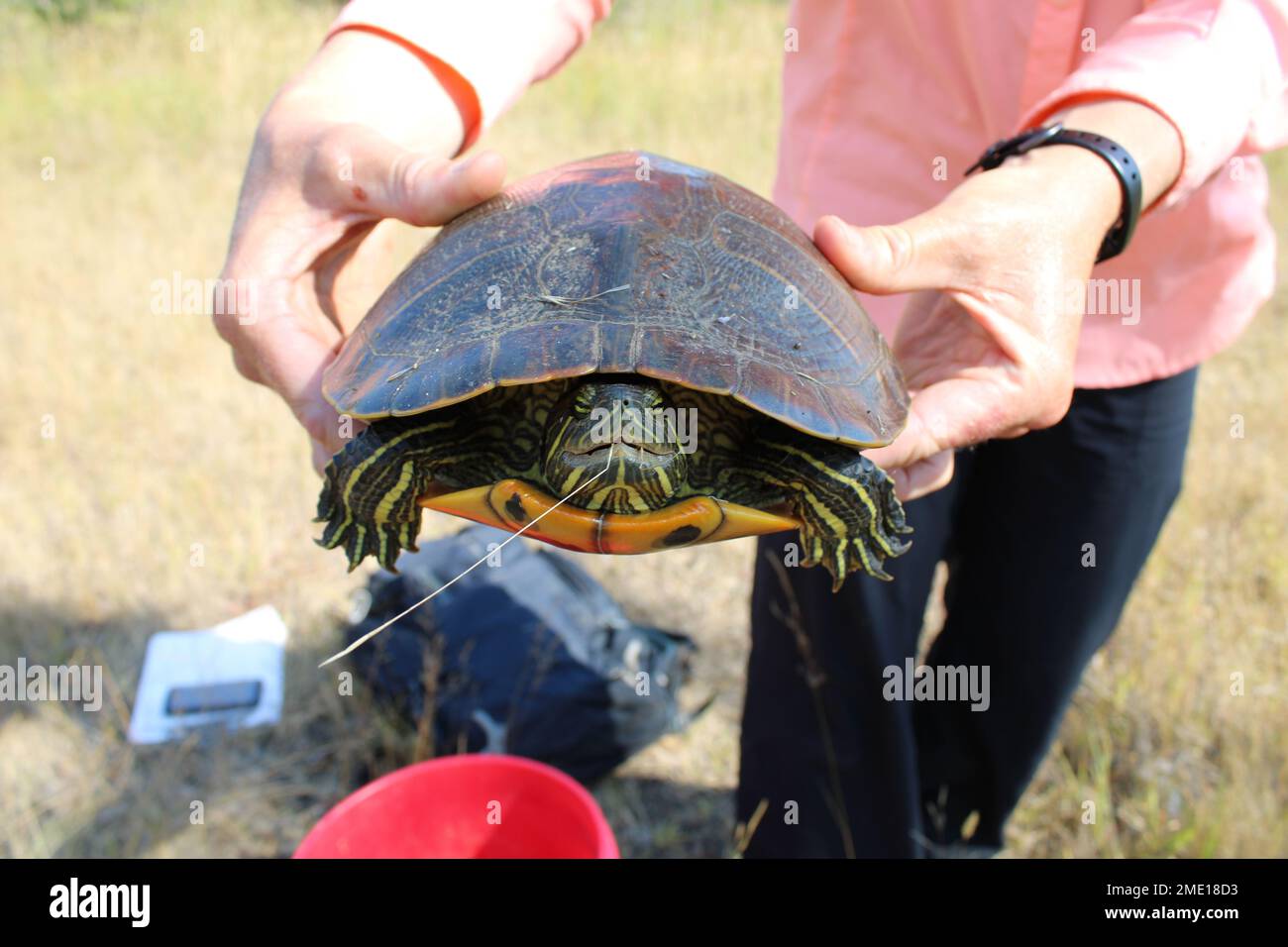 Wildlife biologist Kathleen Smith holds a red-eared slider turtle she ...