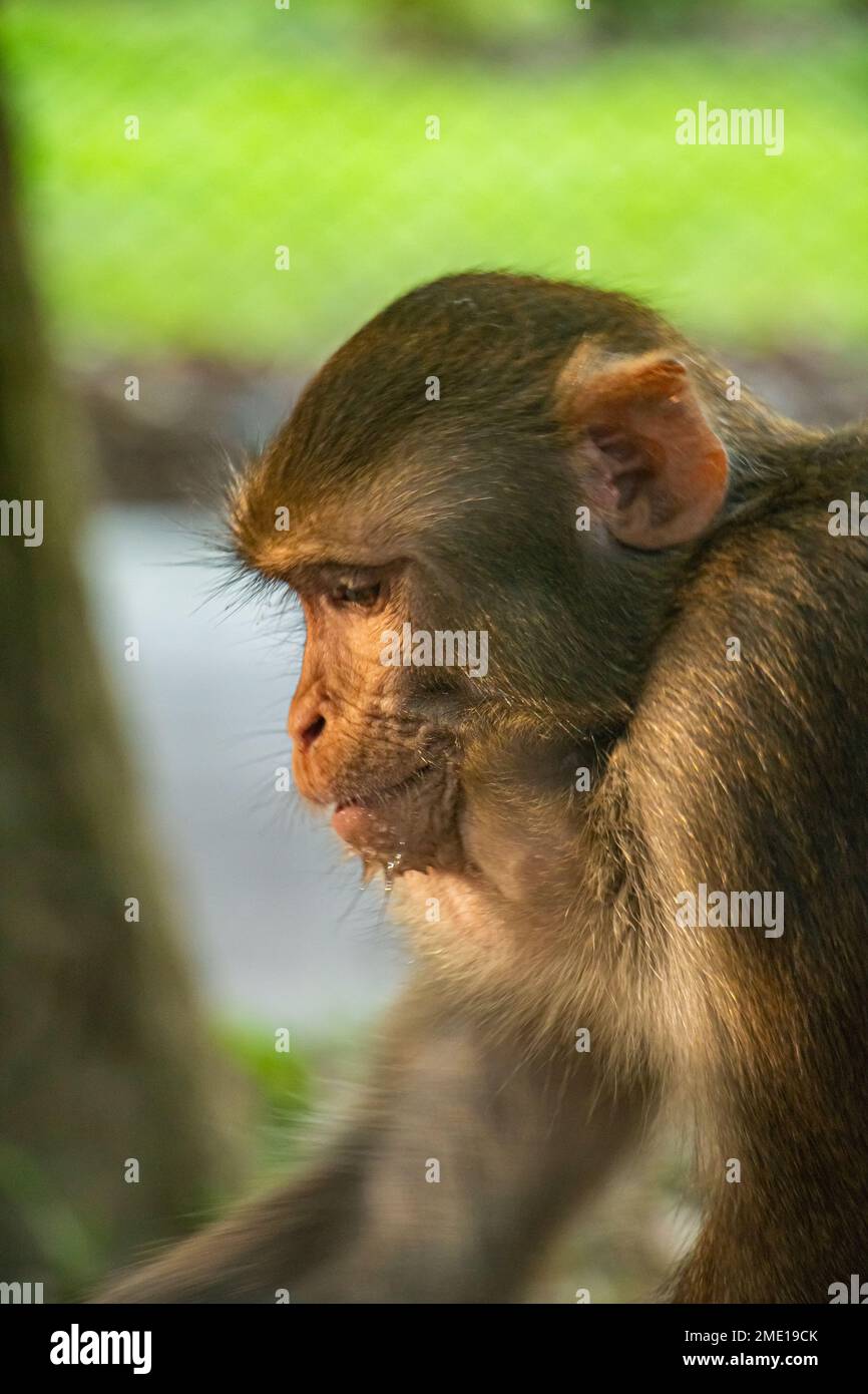 Thoughtful monkey hi-res stock photography and images - Alamy