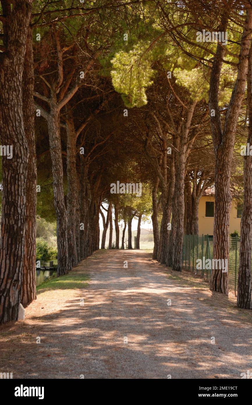 A beautiful view of a walkway lined with tall trees Stock Photo - Alamy