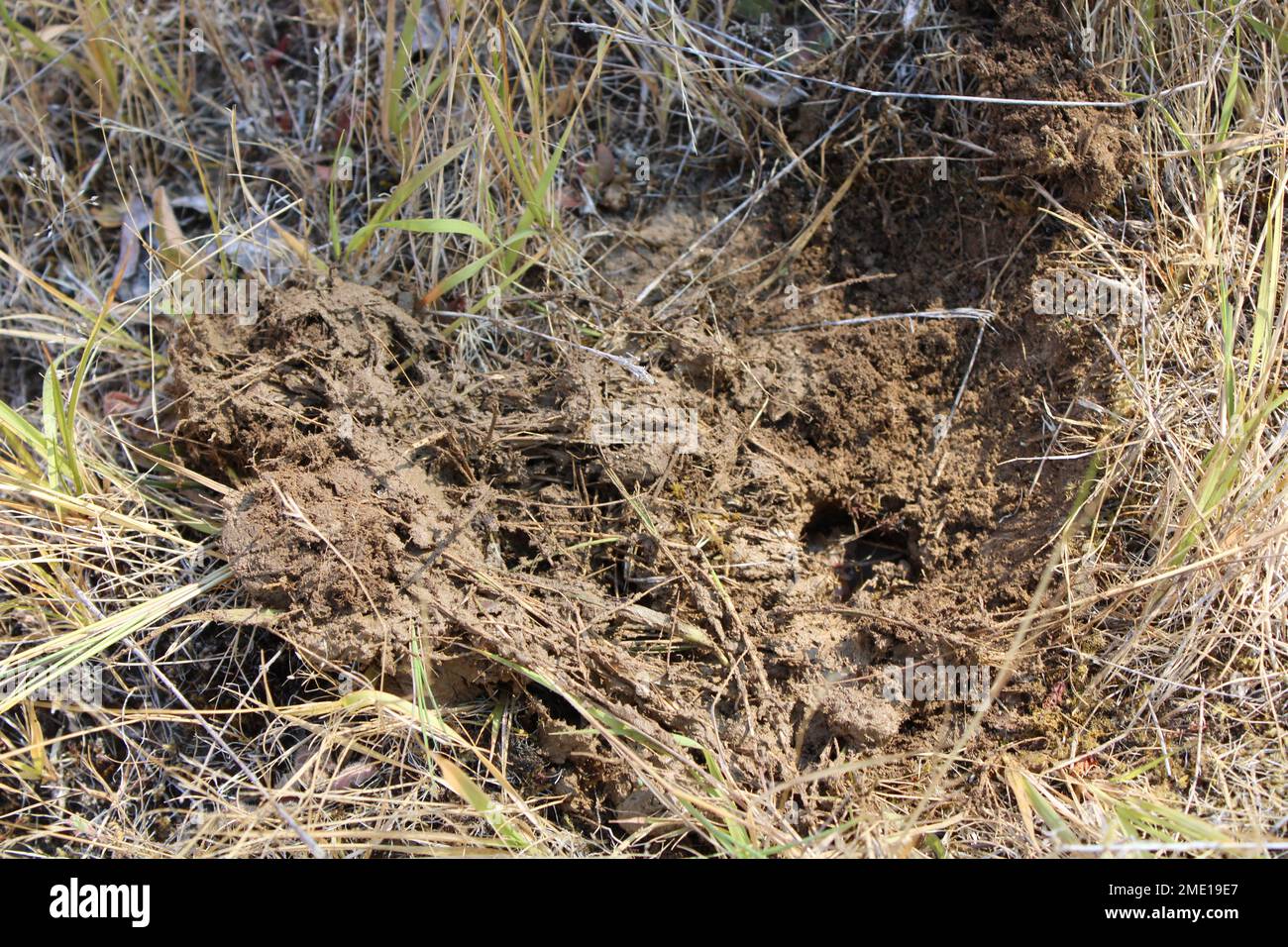 Turtle nests, like this one, can be difficult to spot, even for ...