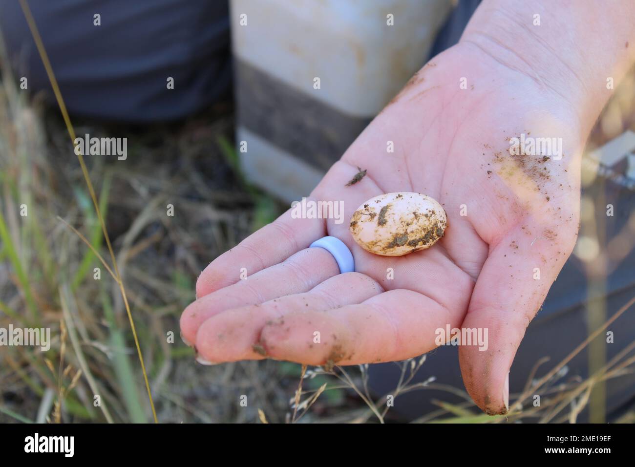Wildlife biologist intern Ale Larranaga holds a red-eared slider turtle ...
