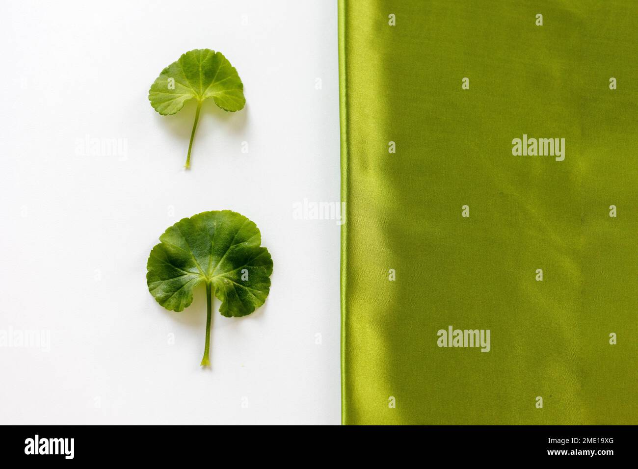 Fresh green leaves, green leaves appear, geranium leaves next to the ...