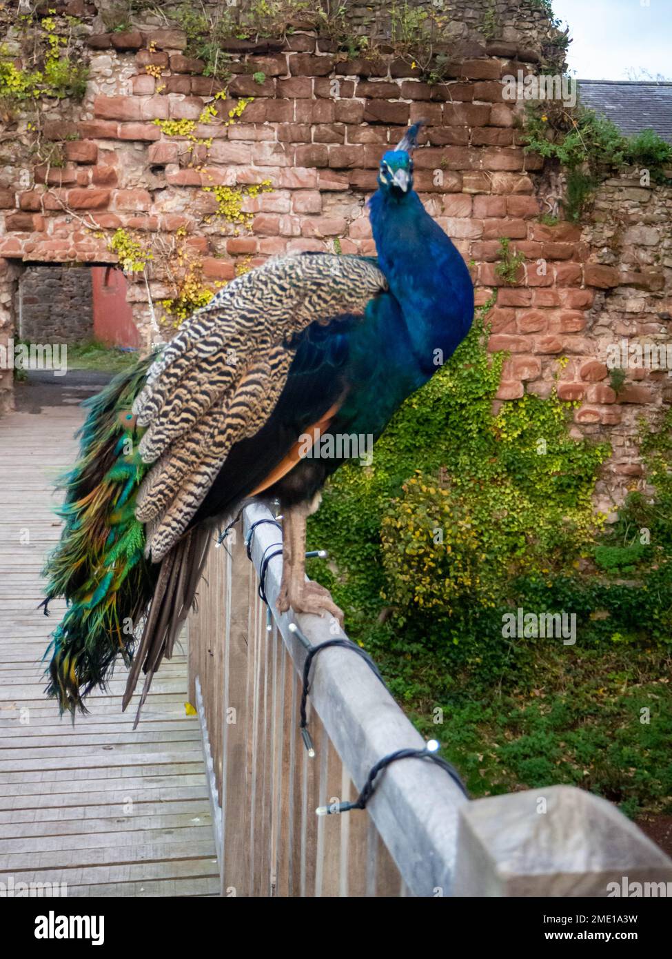 Indian peafowl living free range at Ruthin Castle Ruthin North Wales ...