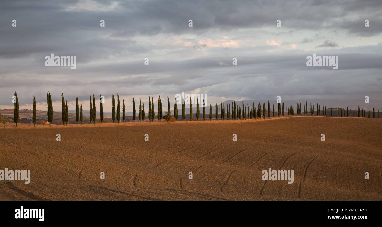 Iconic Tuscan landscape of cypress trees lining a dirt road in the fall ...