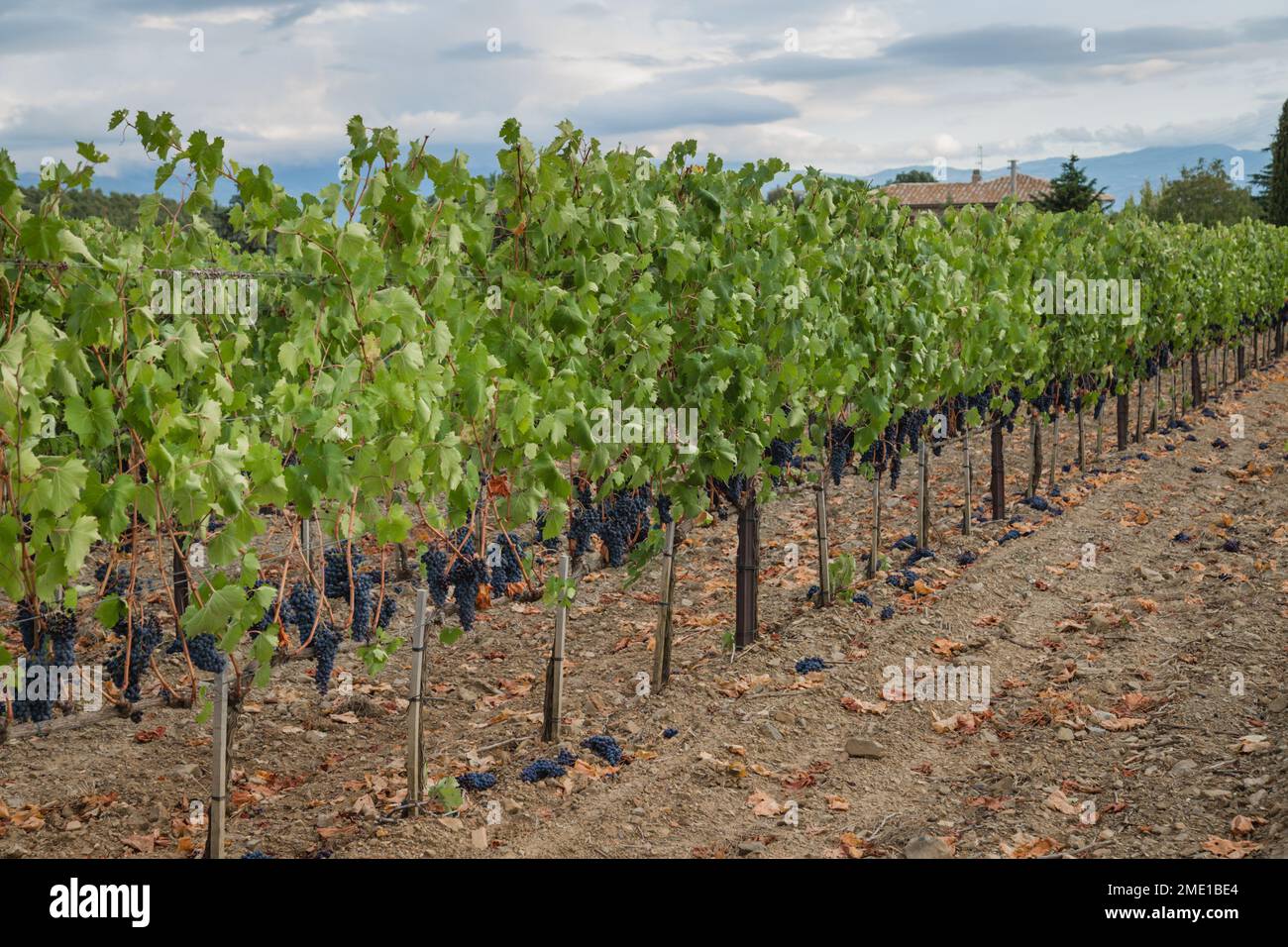 Grapes hanging off hi-res stock photography and images - Alamy