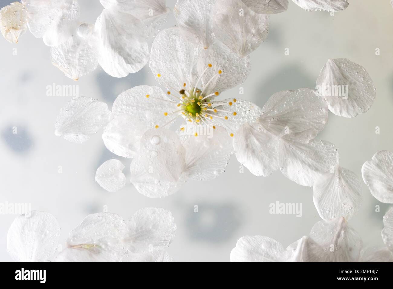 white spring cherry petals in water Stock Photo - Alamy