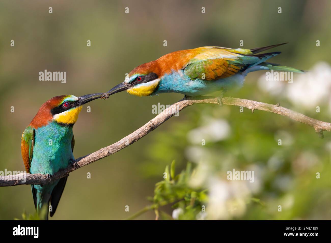 spring courtship of beautiful birds Stock Photo - Alamy