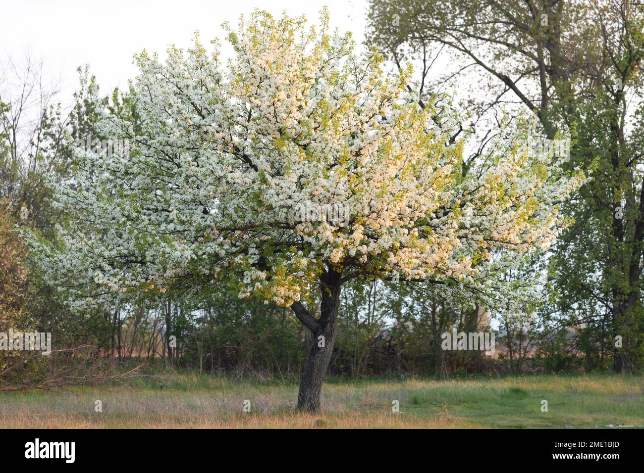 Time lapse spring landscape full hi-res stock photography and images ...