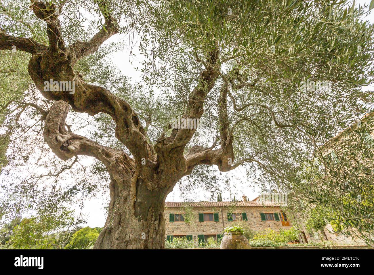 Large olive tree at Col d'Orcia winery in Montalcino, Tuscany, Italy ...