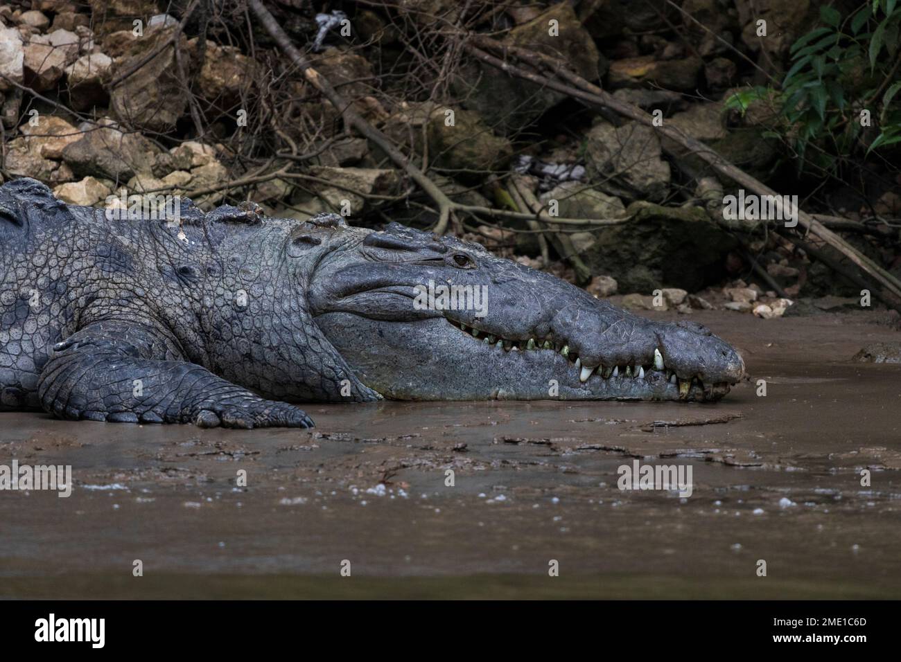 American crocodile (Crocodylus acutus), Sumidero Canyon near Chiapa de ...