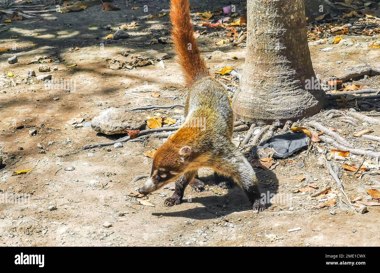 Coati looking for food on the floor in Tulum Quintana Roo Mexico Stock ...