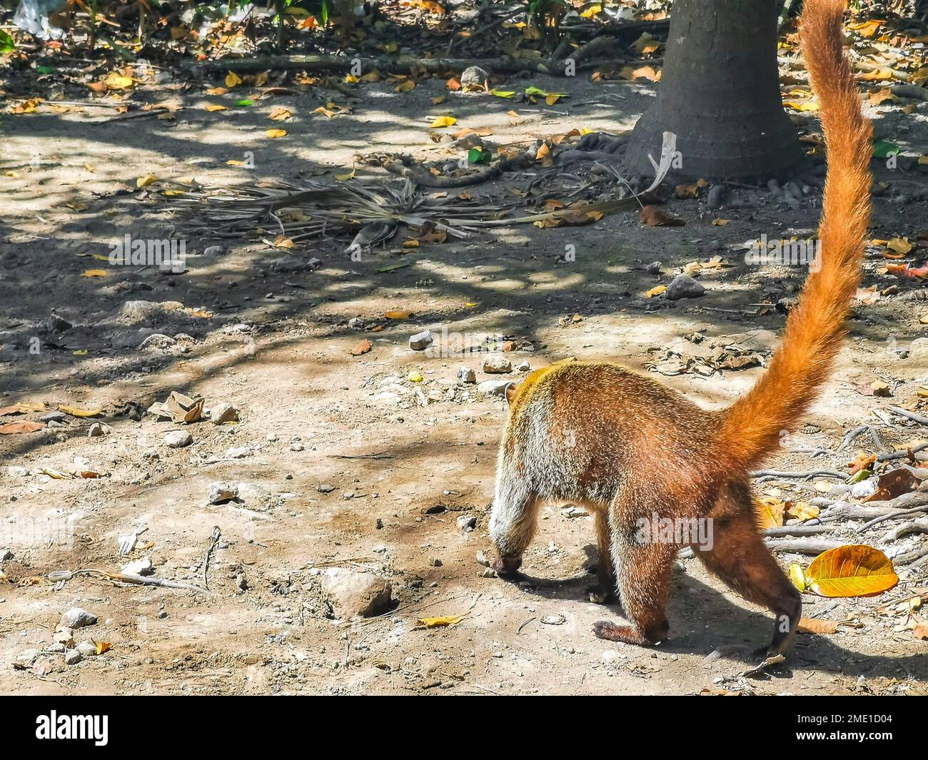 Coati looking for food on the floor in Tulum Quintana Roo Mexico Stock ...