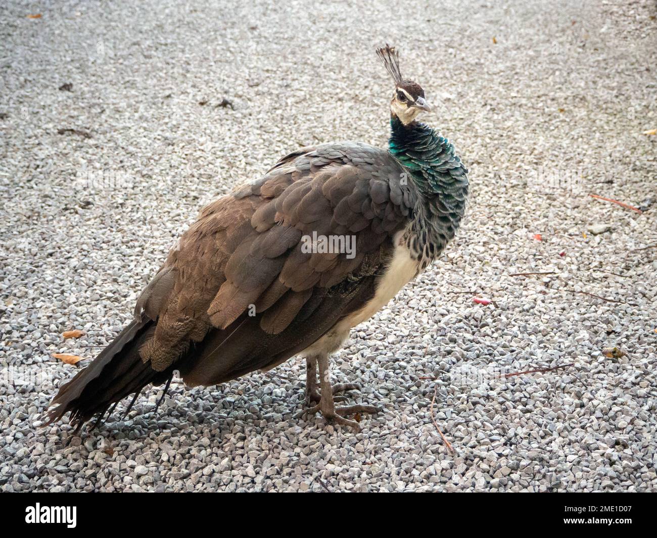 Indian peafowl living free range at Ruthin Castle Ruthin North Wales ...