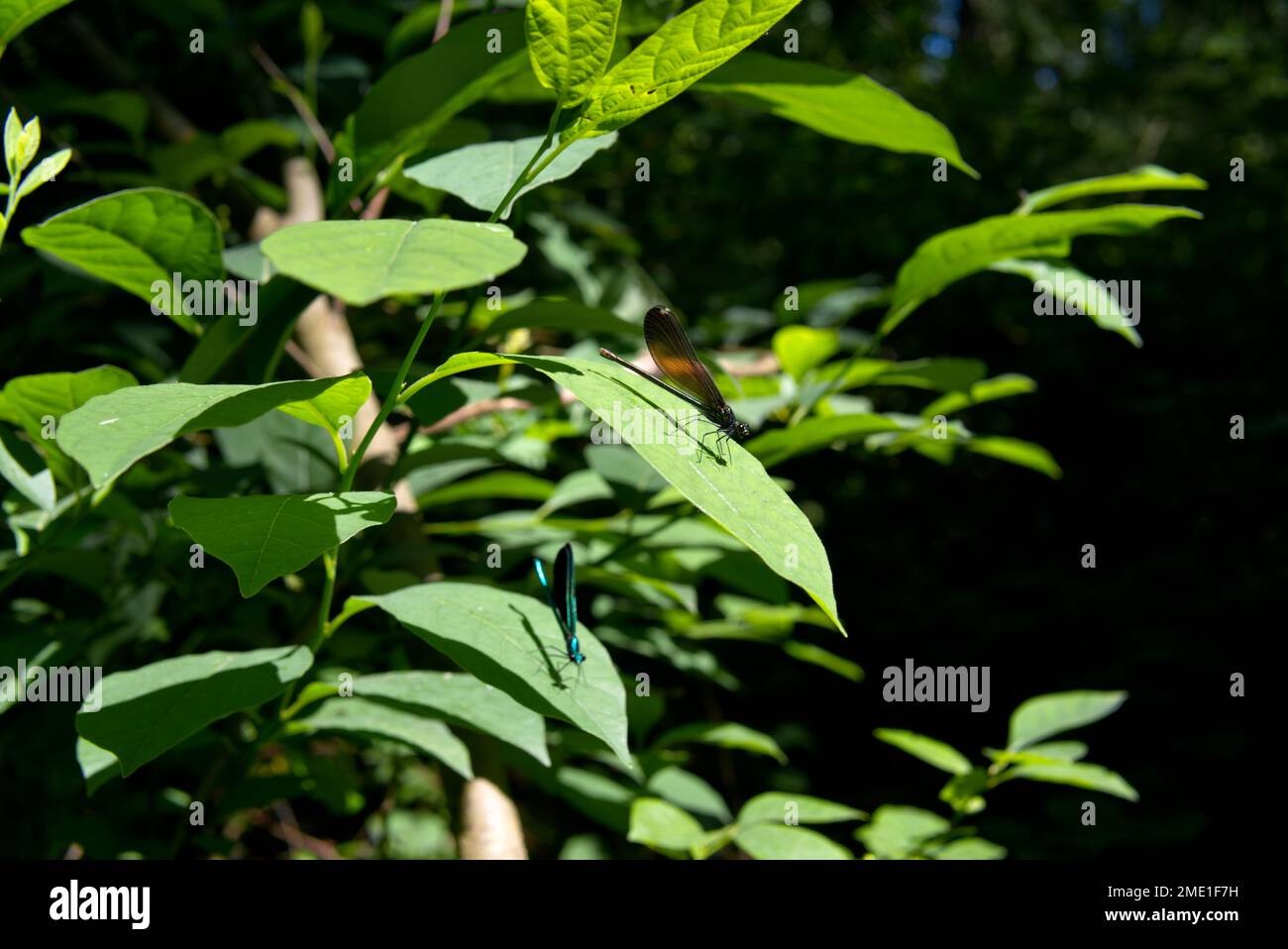 Dragonflies in Pennsylvania Stock Photo - Alamy