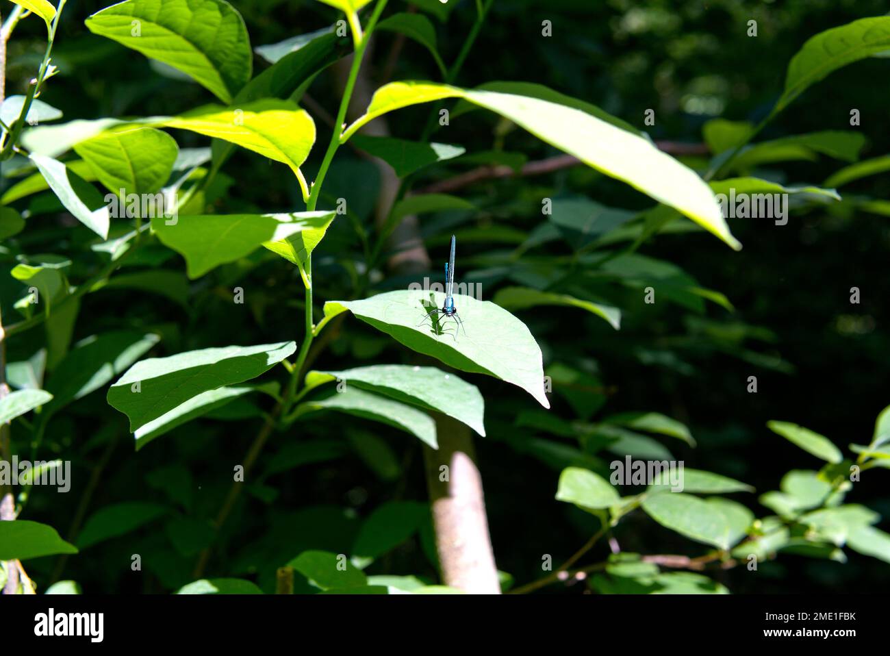 Dragonfly in Pennsylvania Stock Photo - Alamy