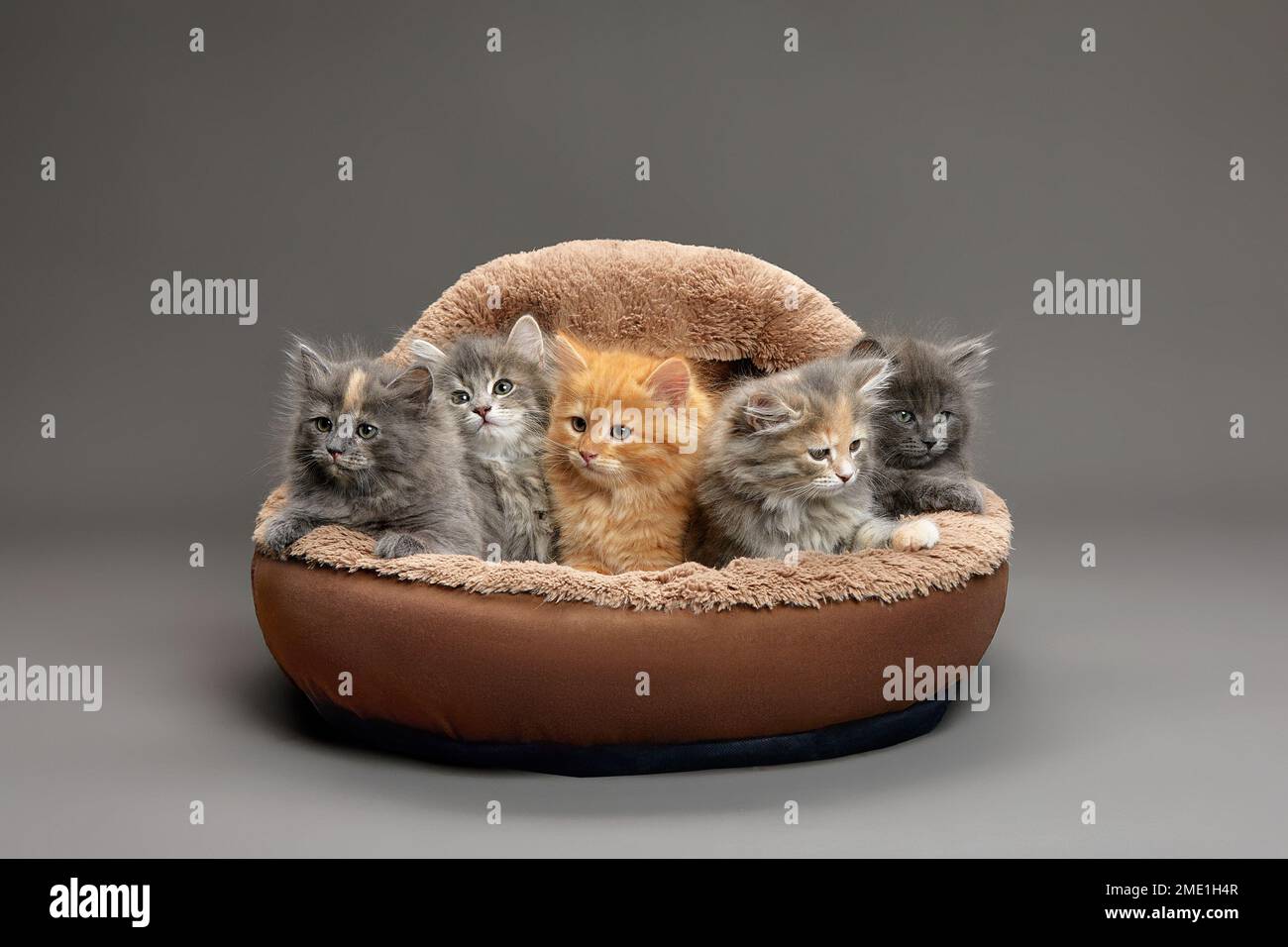 Five fluffy kittens lie on a brown sheepskin bed and look ahead, gray ...