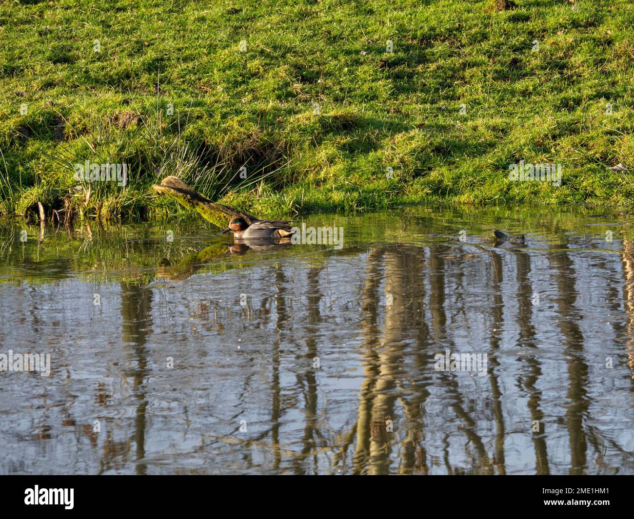 Teal on a frozen pond with reflections from the landscape Stock Photo ...
