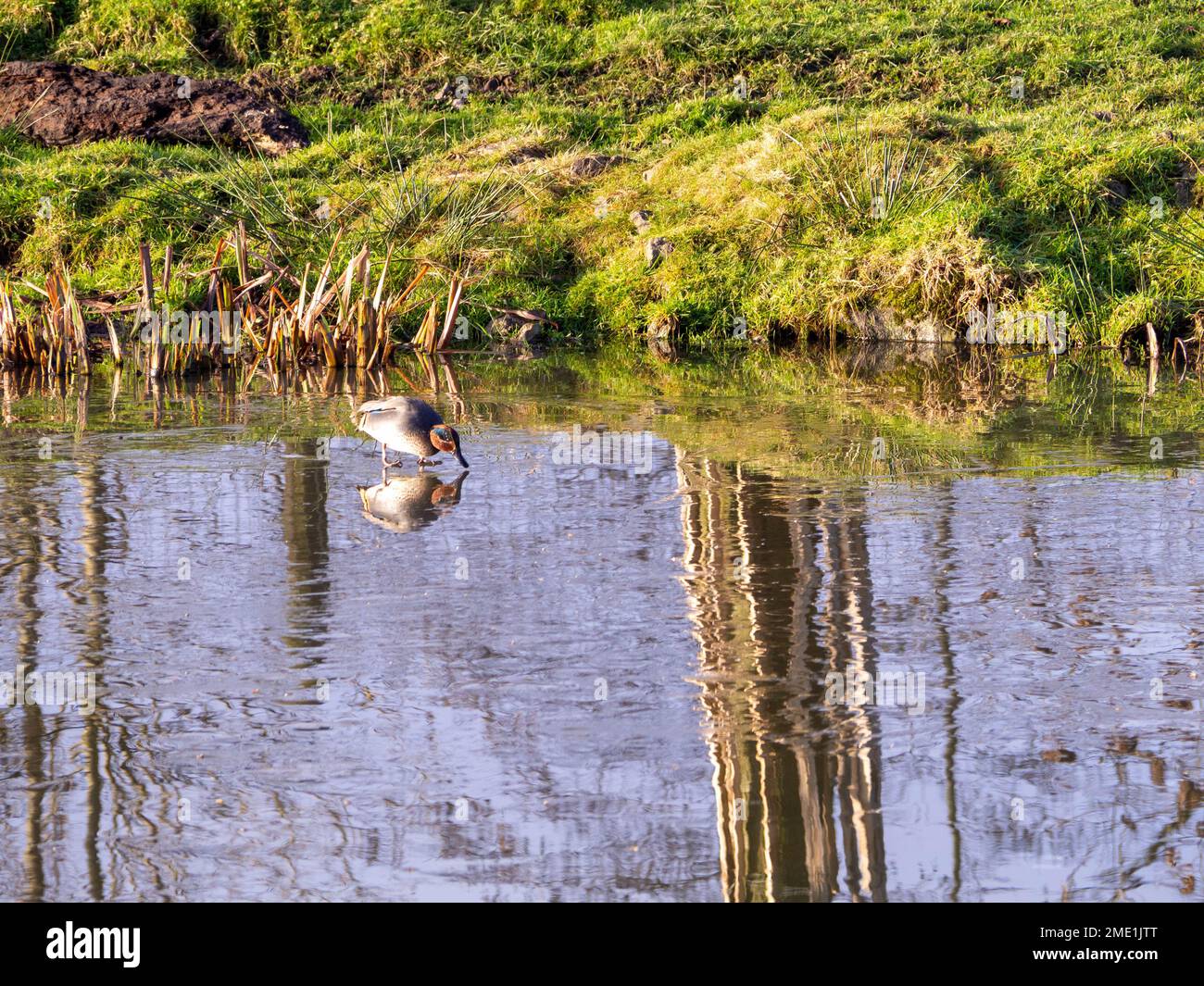 Teal on a frozen pond with reflections from the landscape Stock Photo ...