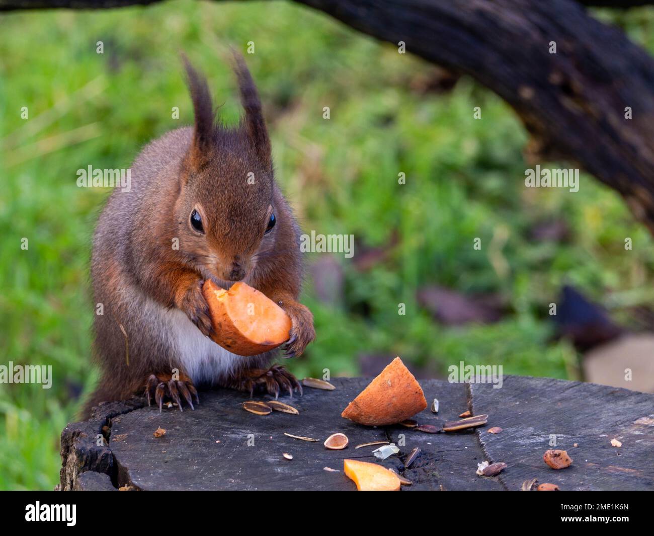 Red Squirrel eating a snack under the branch of a tree Stock Photo - Alamy