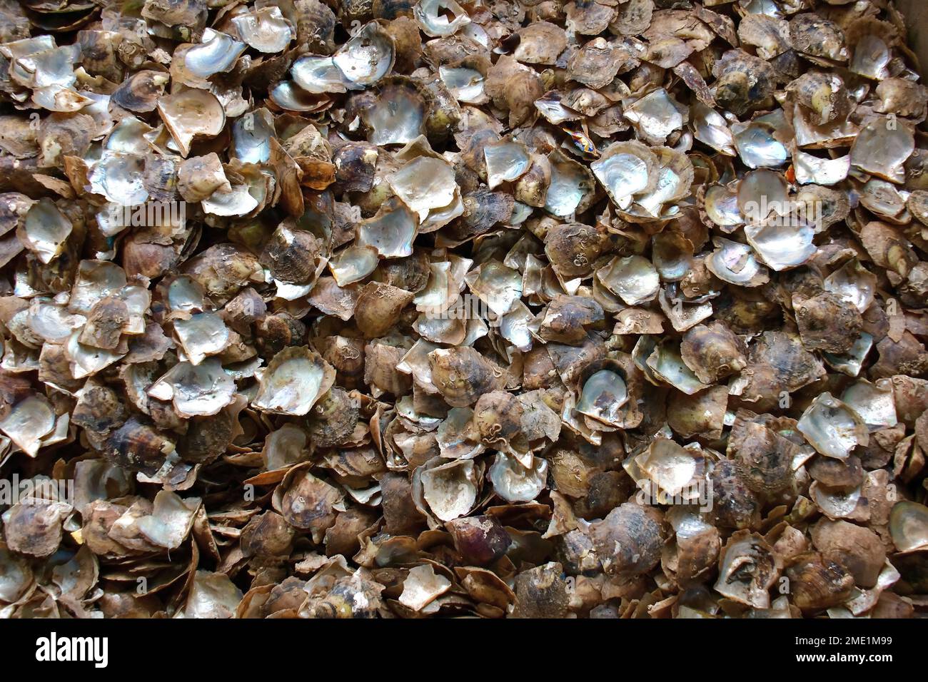 clam shell, pearl farm at Halong Bay, Vietnam, Asia Stock Photo - Alamy