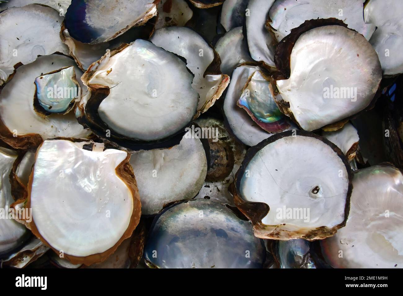 clam shell, pearl farm at Halong Bay, Vietnam, Asia Stock Photo - Alamy