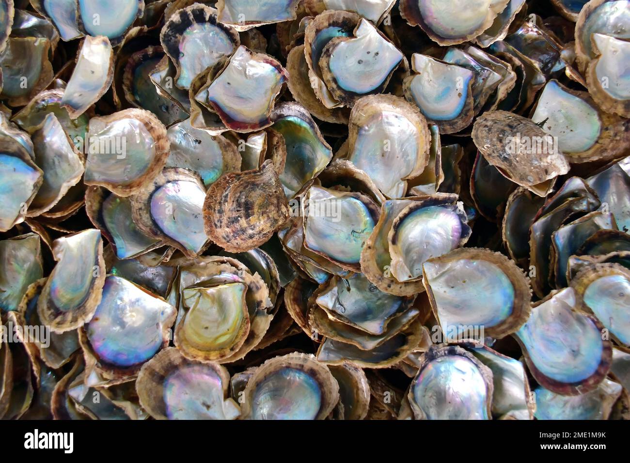 clam shell, pearl farm at Halong Bay, Vietnam, Asia Stock Photo - Alamy