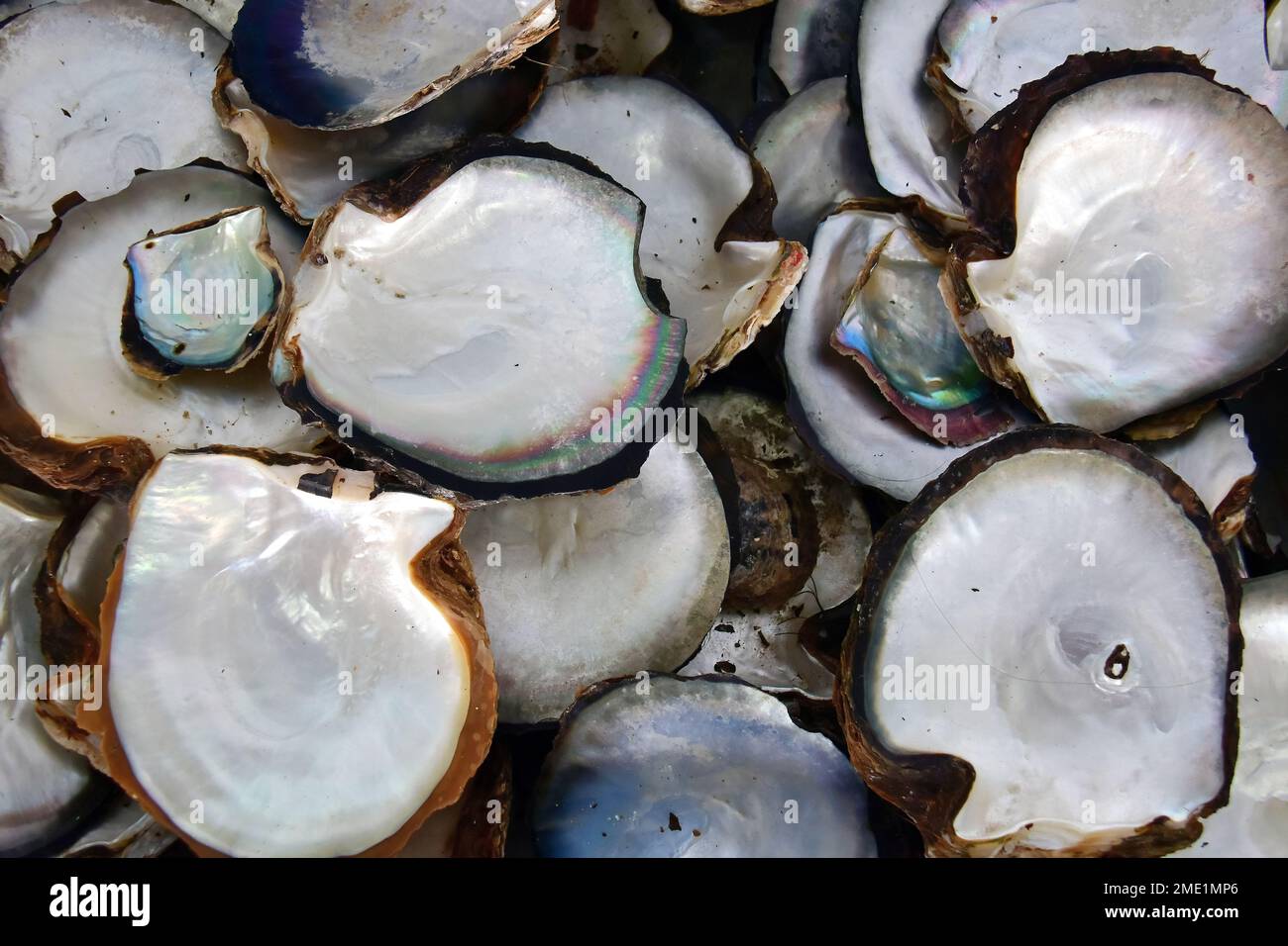 clam shell, pearl farm at Halong Bay, Vietnam, Asia Stock Photo - Alamy