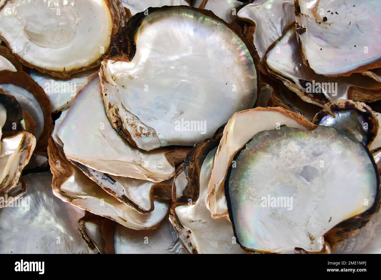 clam shell, pearl farm at Halong Bay, Vietnam, Asia Stock Photo - Alamy