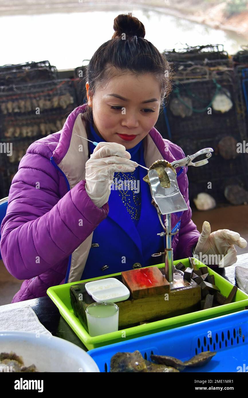 Worker preparing farmed oysters, Pearl farm at Halong Bay, Vietnam ...