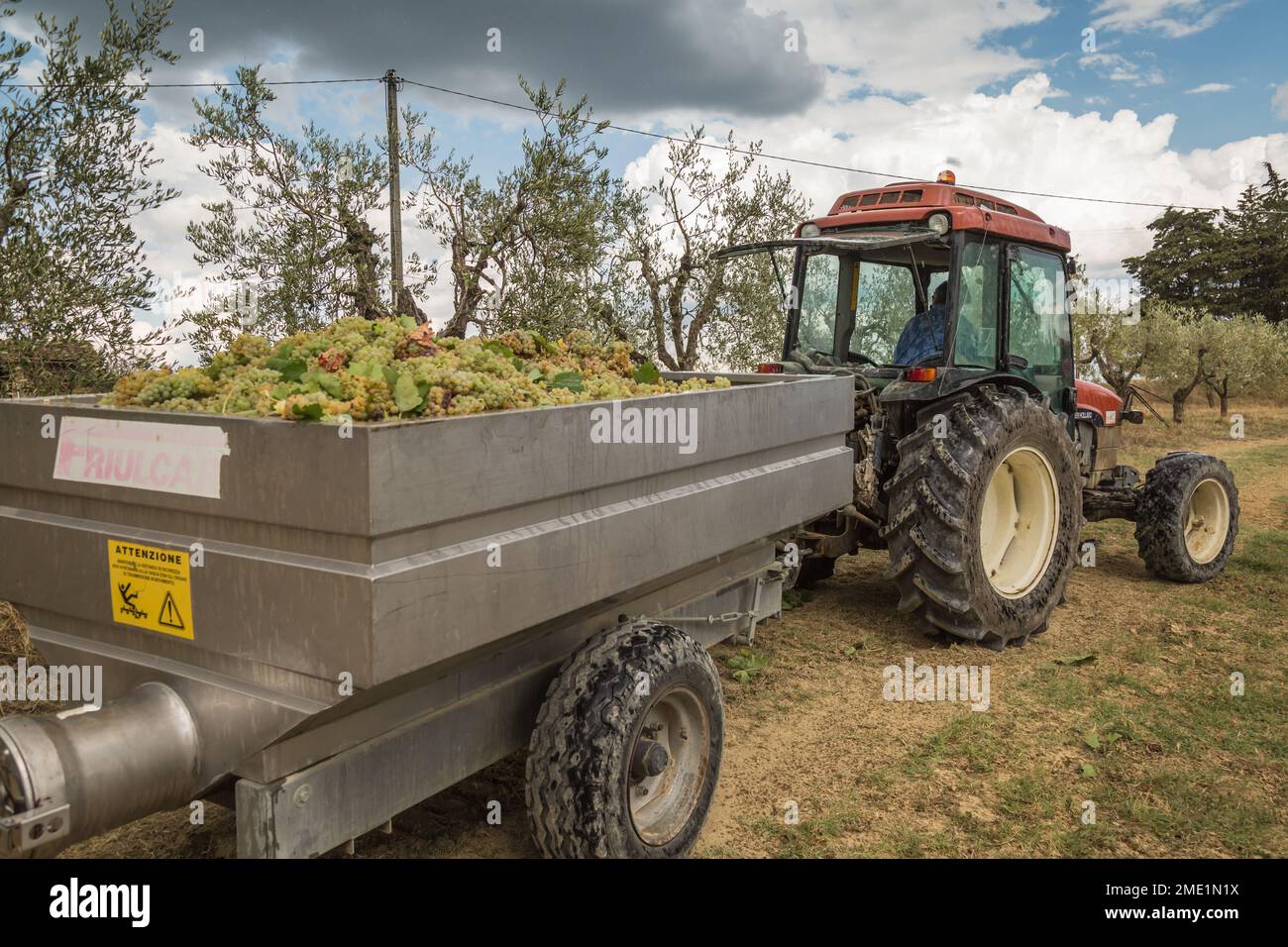 Green grapes loaded in back of tractor during the fall harvest ...