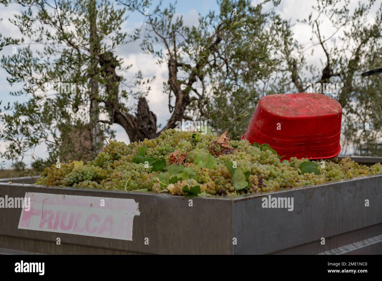 Truck load of green grapes during harvest (vendemmia) in the fall at ...
