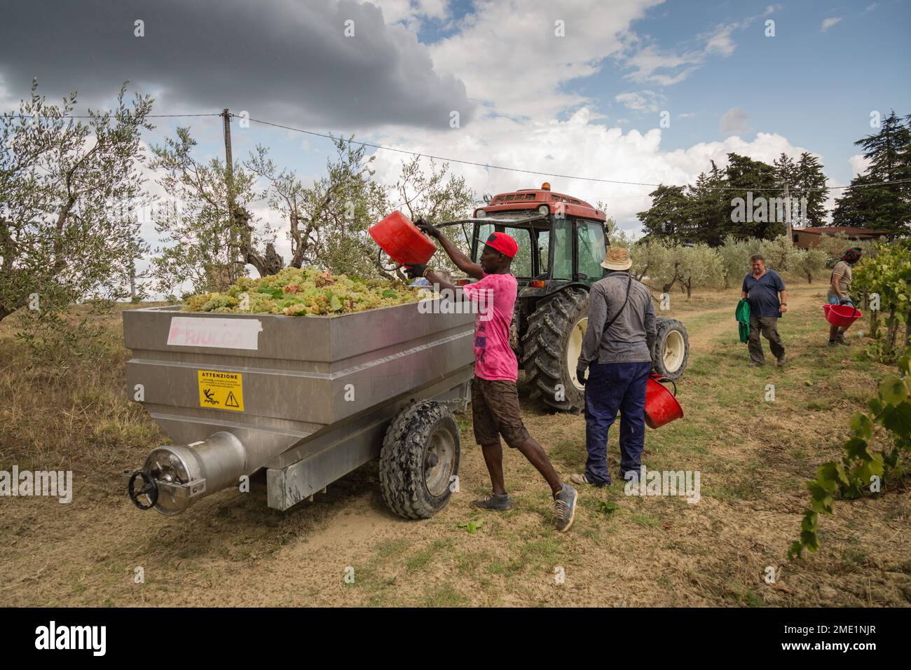 Pickers at grape harvest (vendemmia) in the fall at Pietraserena ...