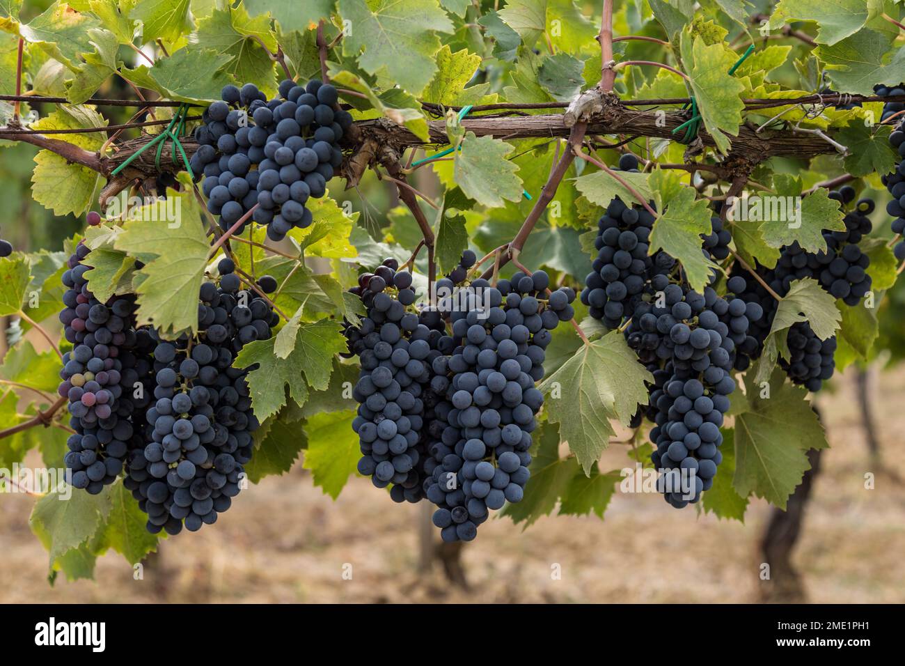 Purple grape clusters hanging on vines at Pietraserena vineyard, San Gimignano, Tuscany, Italy ...