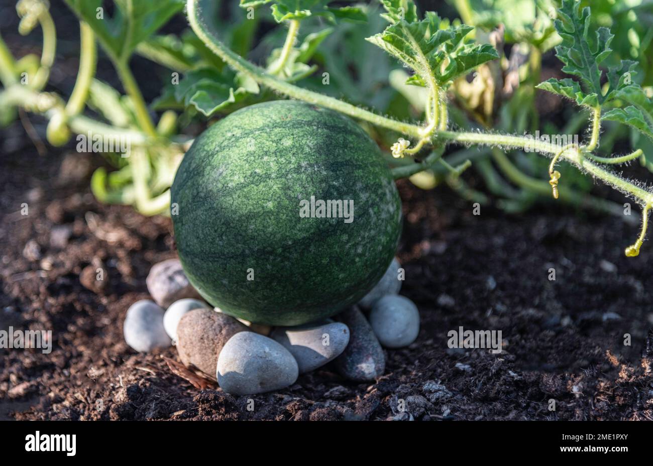 Watermelon farming process hi-res stock photography and images - Alamy