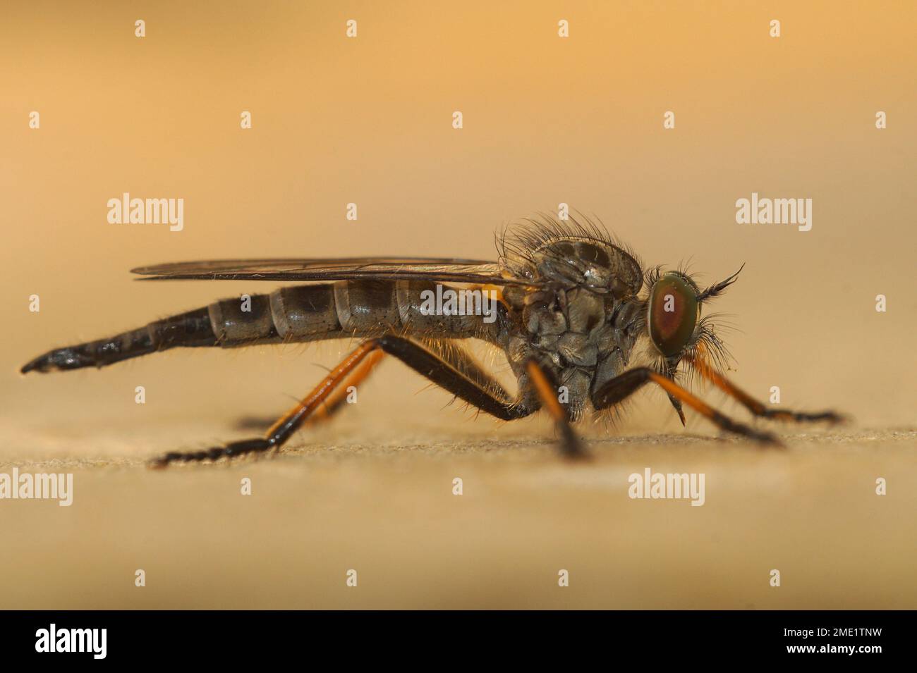 Natural closeup on the Common awl robberfly, Neoitamus cyanurus, a ...